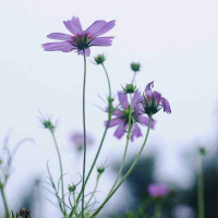 芙拉沃花卉 