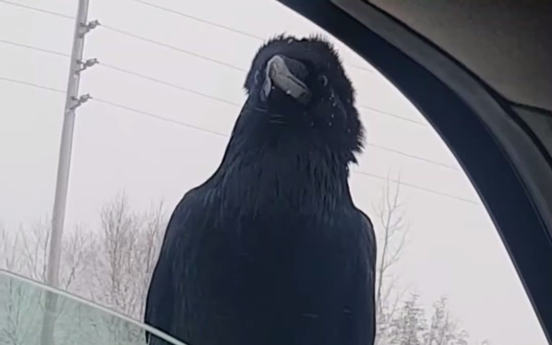 【搬运】外置行车记录鸦发声录像(2017.11.18)