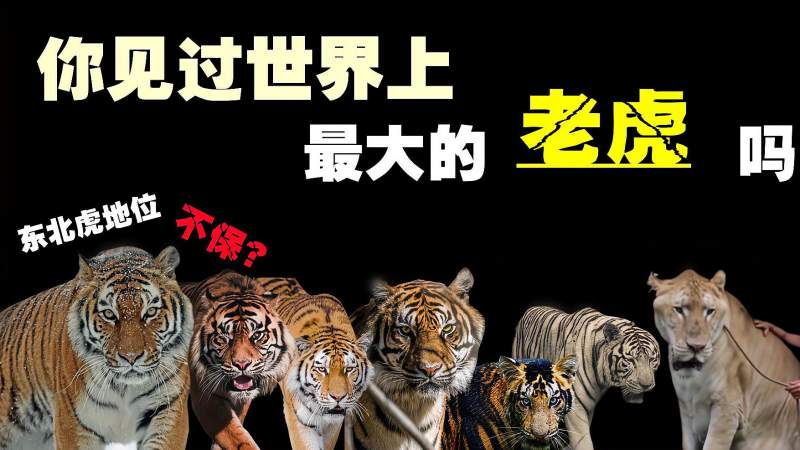 世界各国的10种“猛虎”,你以为是个老虎都能干得过狮子吗?