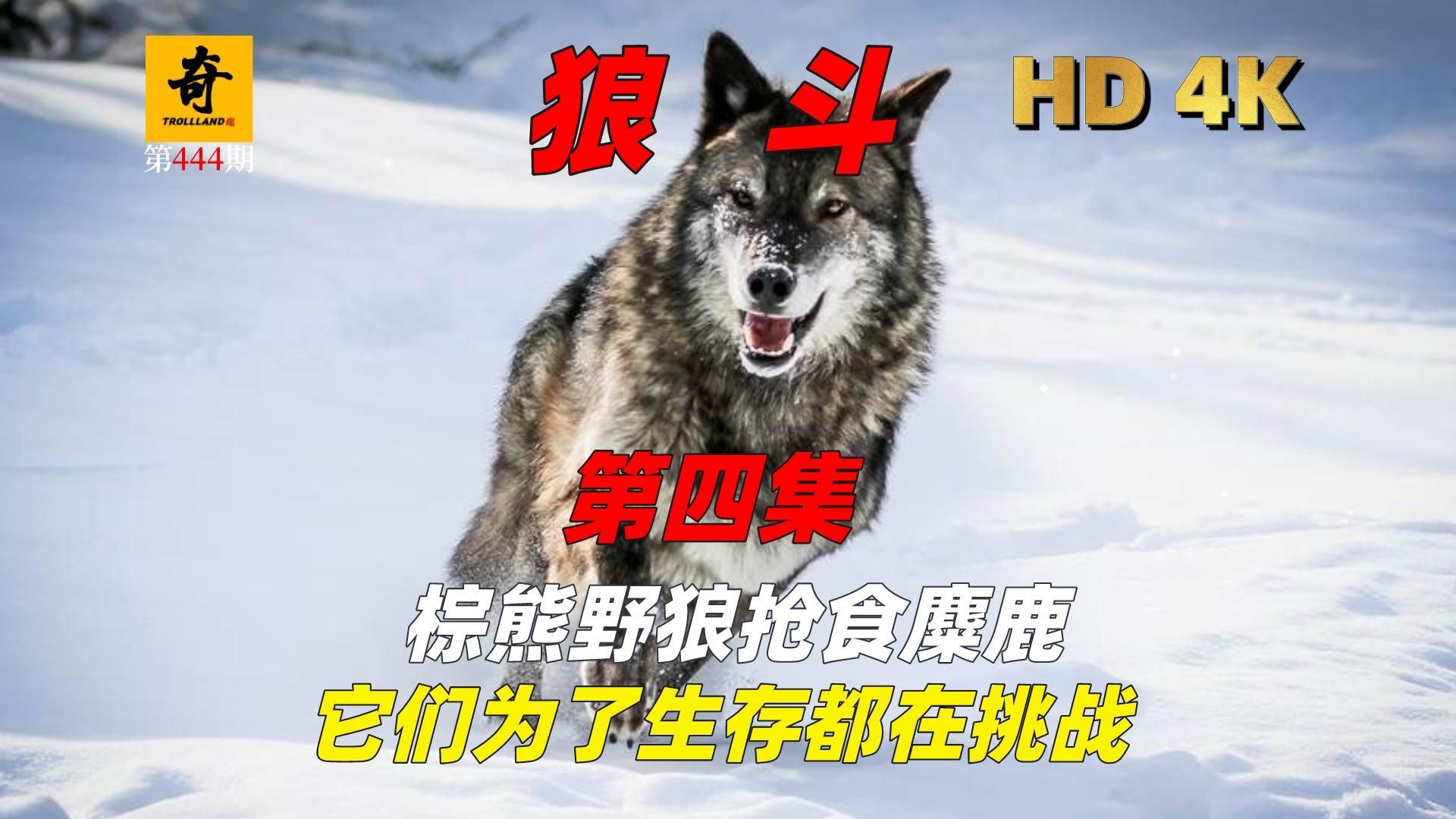 纪录片解说,【狼斗】第四集,野狼棕熊抢食麋鹿,它们为了生存拼尽全力