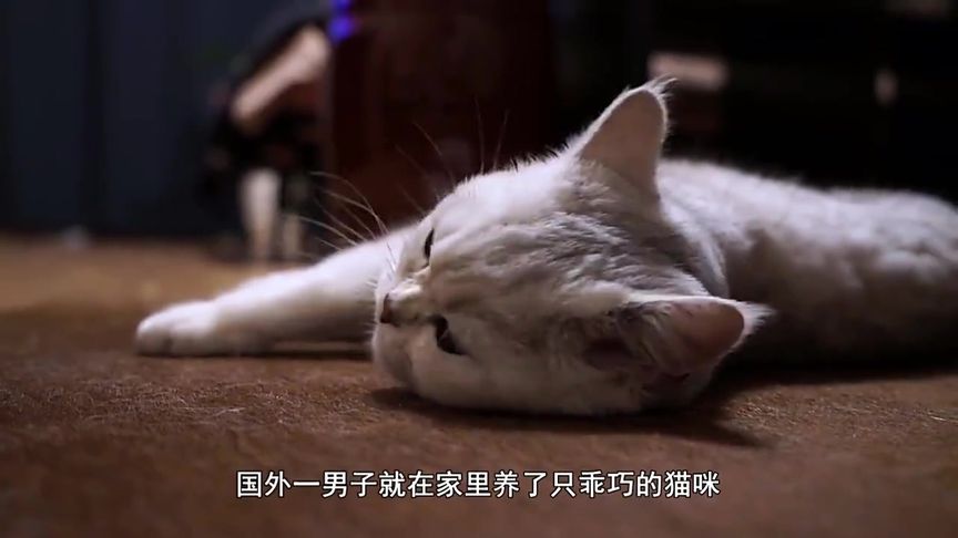 猫咪临死前和主人告别,主人再也控制不住,镜头拍下全过程