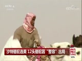 [中国新闻]沙特骆驼选美 12头骆驼因“整容”出局