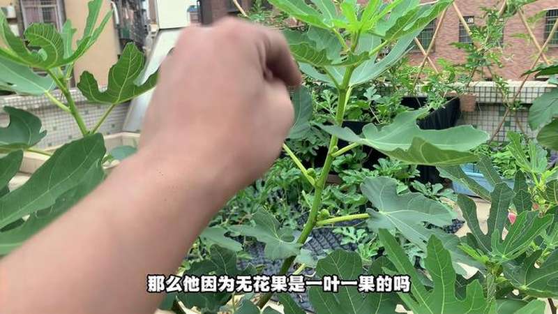 无花果结果了这样修剪才能结的多