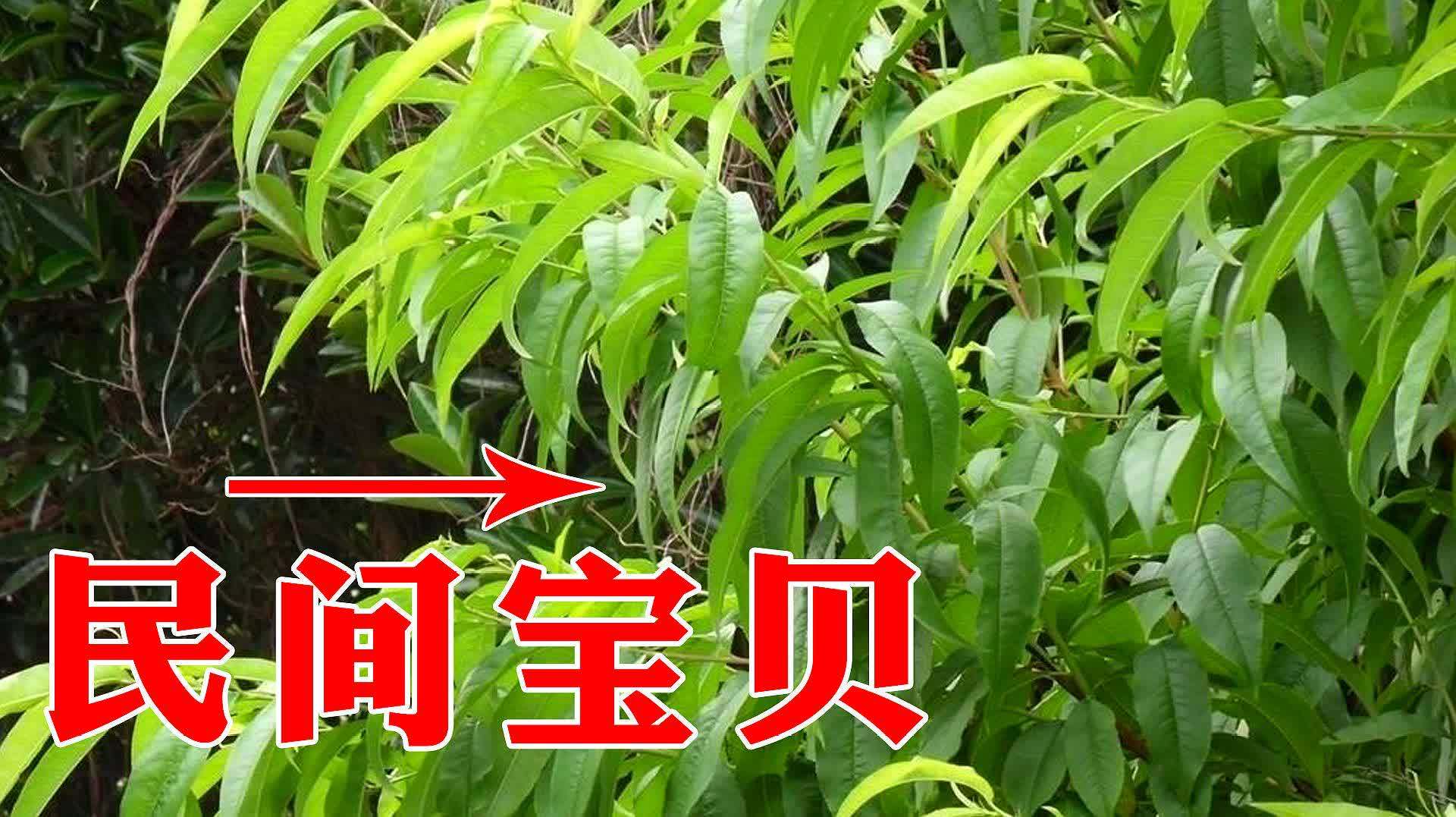 农村不起眼的"树叶",浑身是宝,到底有啥用?一起了解下!