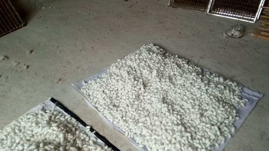 养蚕技术不过关,第二批蚕茧发生了什么?挑出来十几斤卖不了