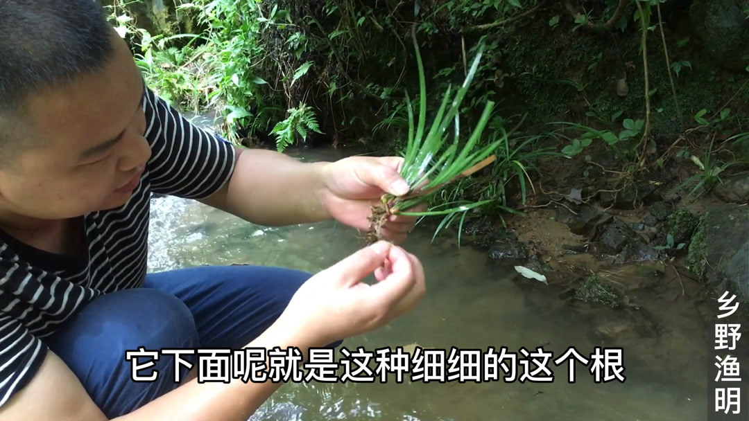 大山里特有的植物,石菖蒲根系发达生命力强,用途广泛
