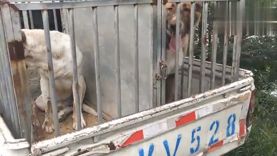 山东德州狗市拍到的中亚牧羊犬,这种狗打架厉害,常被训练为斗犬