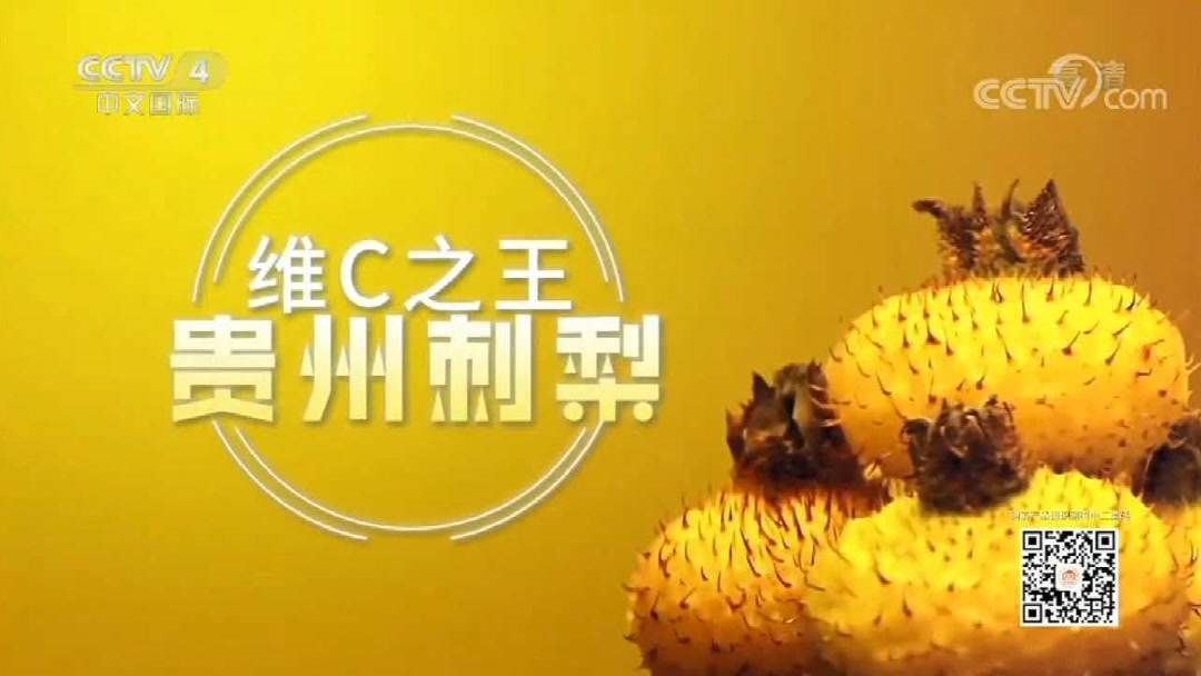 贵州刺梨——维C之王再次荣登央视一台、四台及十三台黄金时段