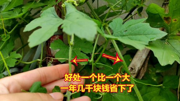 苦瓜藤别扔,城里卖30元一斤,学会3点妙用,一年几千块钱省下了