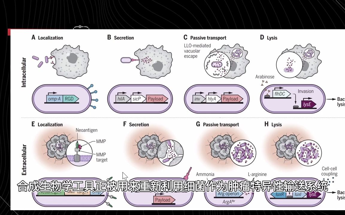 每日一合成生物学进展 2022.11.30 工程细菌作为相互作用的癌症疗法。