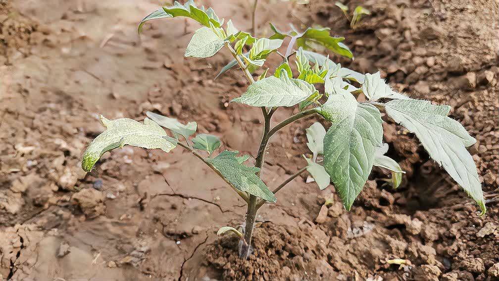 西红柿移栽后如何管理?一浇二锄三墩做好这3点,想不高产都难