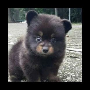 鲫鱼豆腐汤鲫鱼 