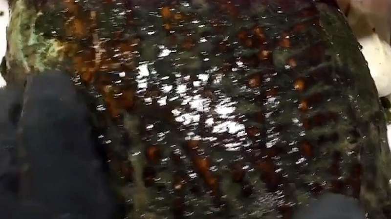 长相奇特的珍珠蚌,没想到里面竟有这么多珍珠,这是要发财的节奏