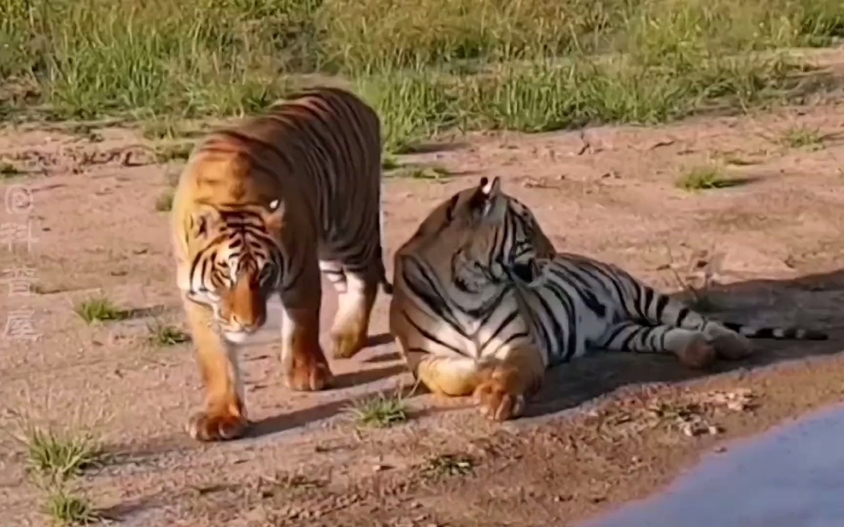 世界上战斗力报表的十大猛兽,第一名竟然不是狮子老虎