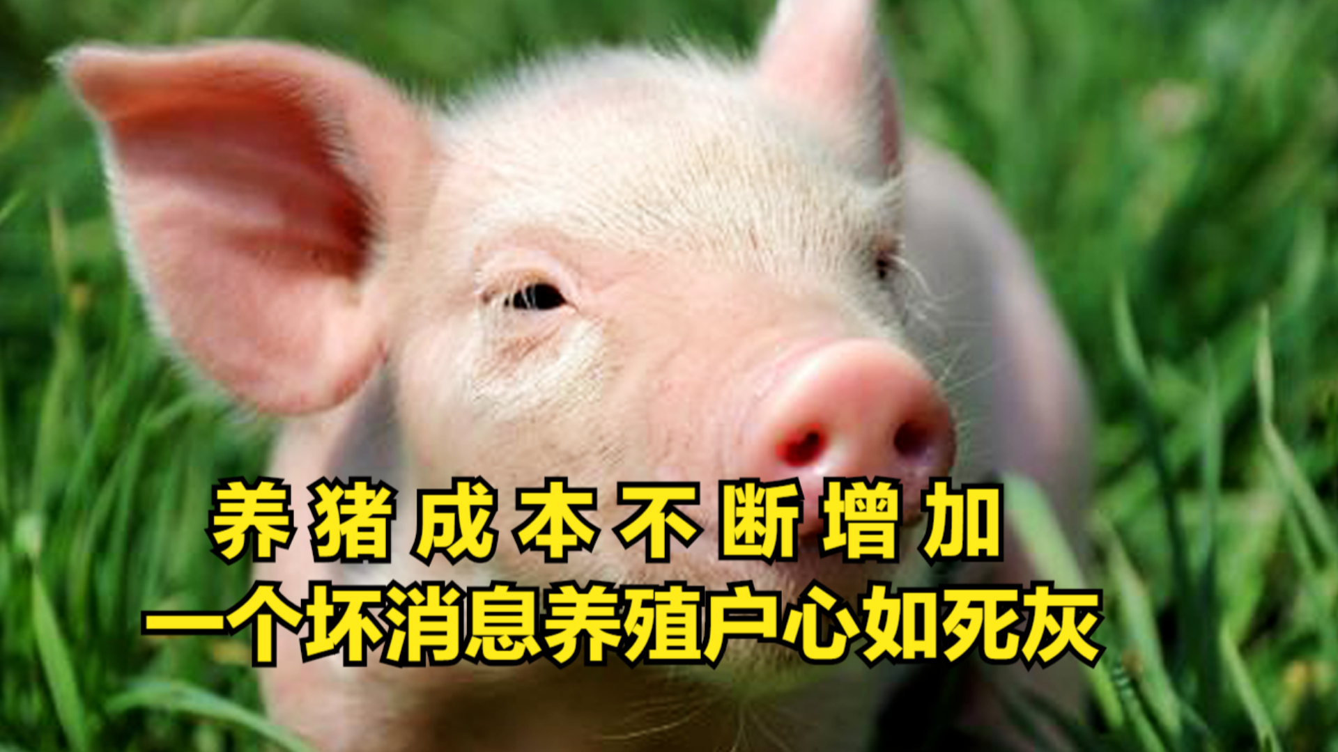 养猪利润缩小,成本却不断增加,又一个坏消息,养殖户心如死灰