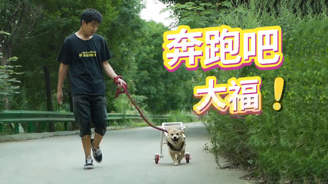 给瘫痪的狗狗做了一个轮椅,它终于可以快乐的奔跑了