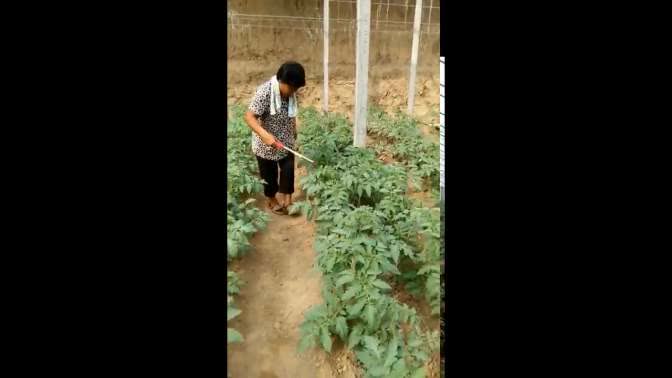 番茄授粉器使用