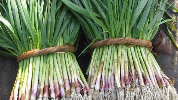 蒜苗太贵不用买,教你3分钟种出来,一年家里蒜苗多的吃不完