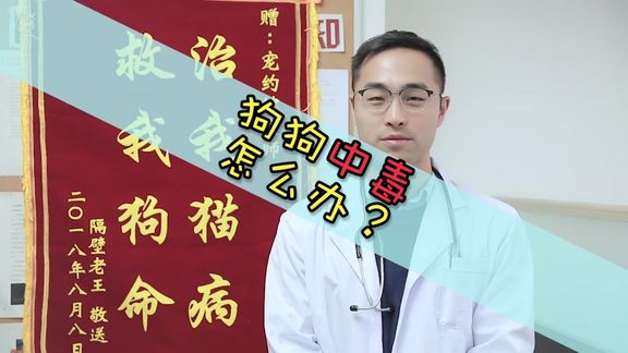 狗狗中毒怎么办?-宠约健康师#萌宠 #宠物 #狗狗