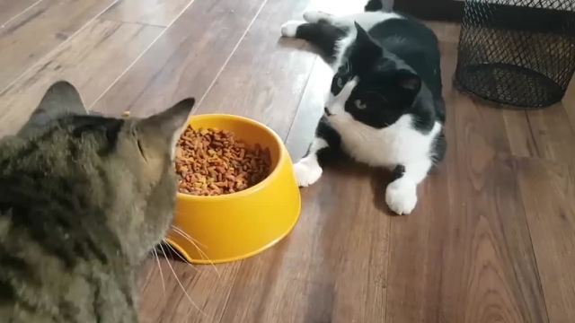小猫咪趴在垫子上睡觉,还不忘拉着绳子玩,真是太可爱!