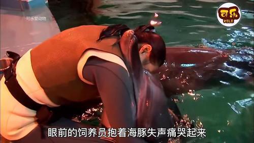 表演十年的海豚,马上重回大海,最后转头那一刻我哭了