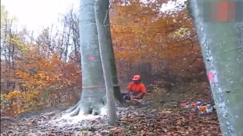 实拍巨树的砍伐过程,伐木工既要有技术,也要有胆量啊