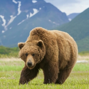 BigWhite123 