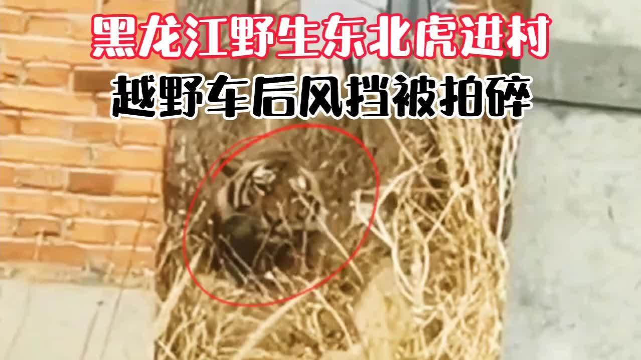 黑龙江野生东北虎进村,全村村民紧急疏散,老虎突袭轿车车窗破碎