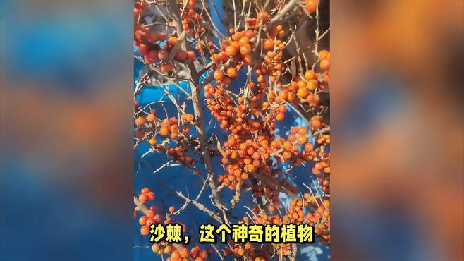 沙棘的功效与作用,一起探索这神奇的植物