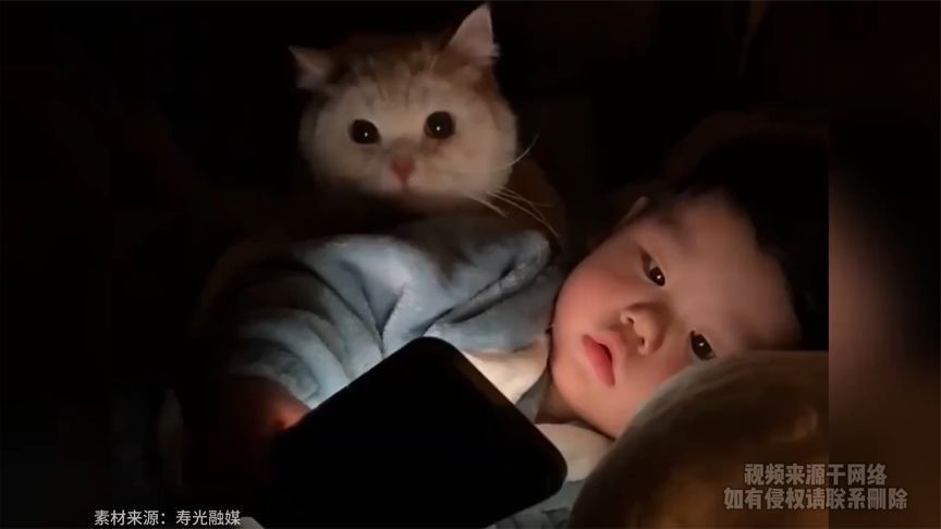 小朋友大半夜不睡觉看动画片,结果吸引猫猫们过来围观