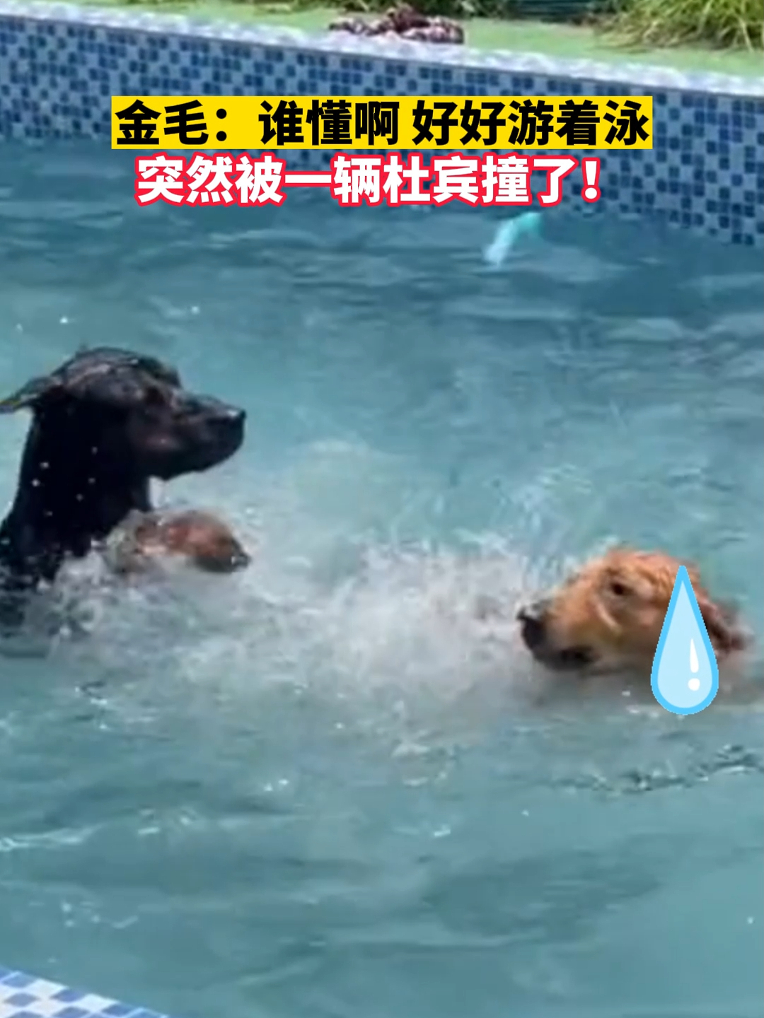 狗狗游泳金毛:谁懂啊?泳池里有个横冲直撞的!