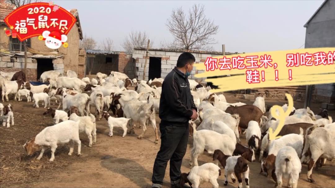 小伙算了一下,二百多只羊每天吃这么多玉米,每年的投资真不小