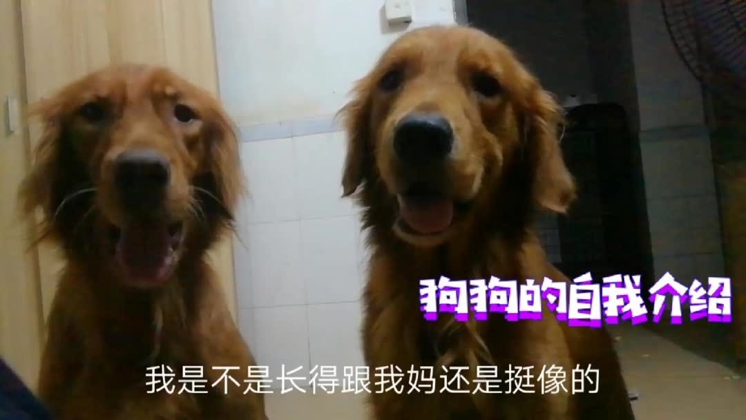 狗狗:这样介绍了以后你还分得清我们三个小可爱吗?你喜欢哪个呢