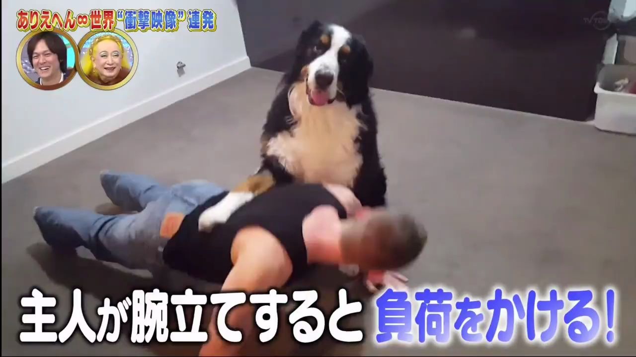 可爱动物五连发,充当健身教练的狗狗,模仿人走路的猫咪