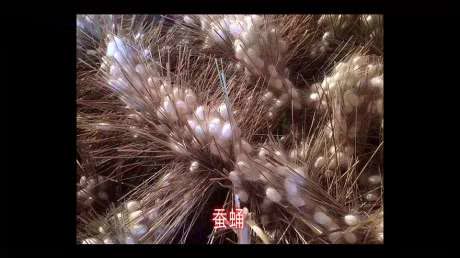 蚕茧是怎么做成蚕丝被的全过程