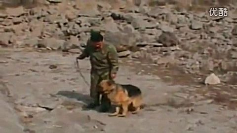 怎么样教狗上厕所,冠毛犬怎么训练,怎样训练小狗到马桶上上厕所