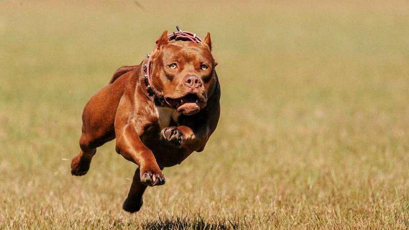 全球战斗力最强的第一猛犬,比狮子老虎都凶残,看完心服口服