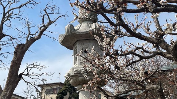 在日普通打工者的心里话,樱花盛开