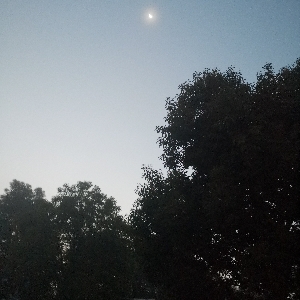 多情每被无情扰 