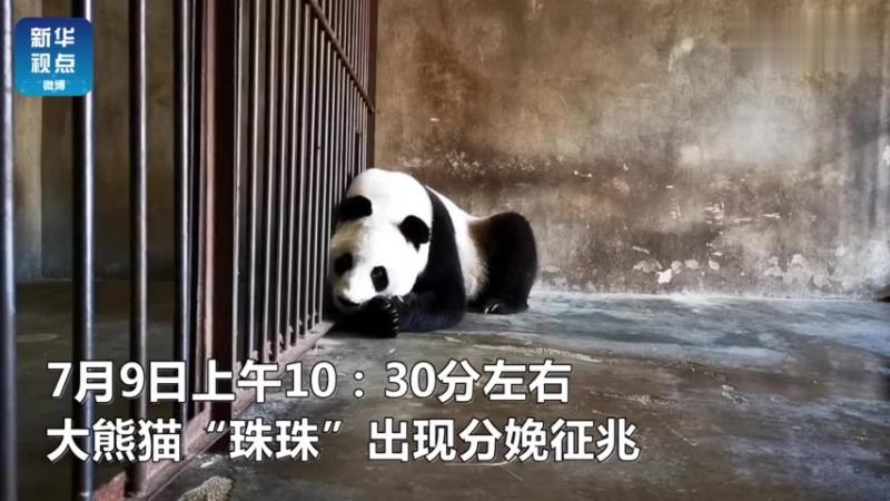 【刚出生的大熊猫原来长这样!秦岭大熊猫“珠珠”成功诞下“龙凤胎...