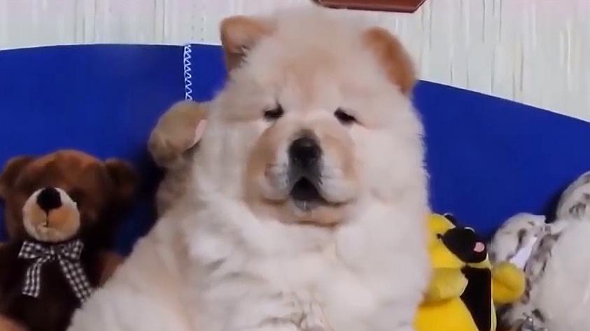 哈士奇智商很低?为哈士奇正名,盘点三种比哈士奇智商更低的狗
