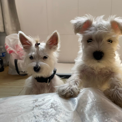 小小崔家的豆腐和汤圆 