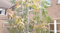 为什么在野外探险的人,可以依靠植物辨别方向呢?