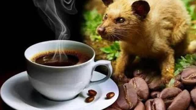 近距离观察猫屎咖啡生产过程,镜头记录一幕,看完还想喝吗?