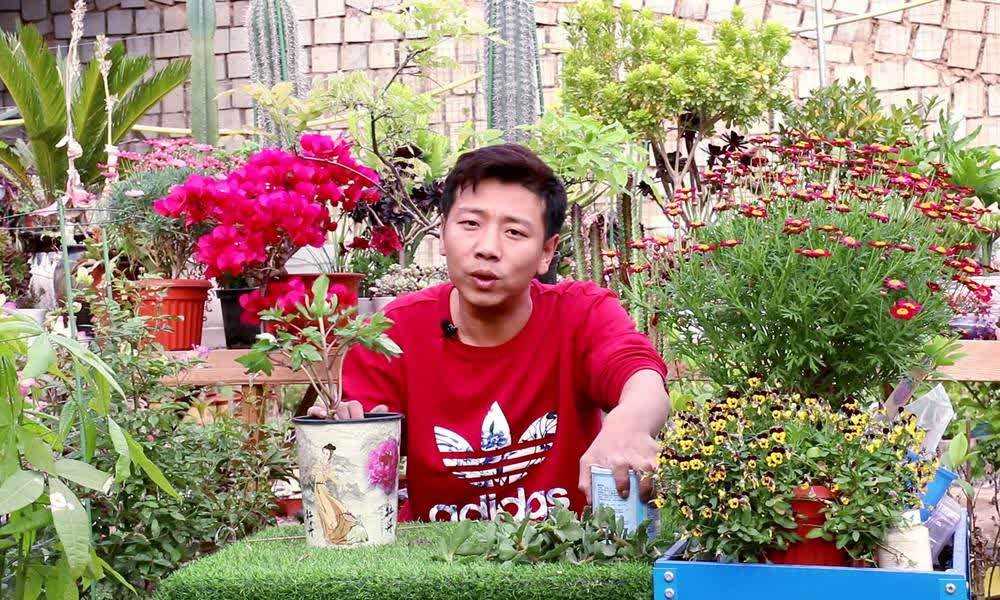 春季牡丹盆栽养护,做好这几点,开花大又艳,植株长势好!