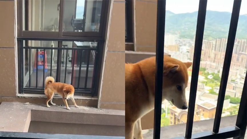 柴犬站48楼阳台外疯狂试探,主人哆嗦指挥倒车进屋,网友直呼腿软