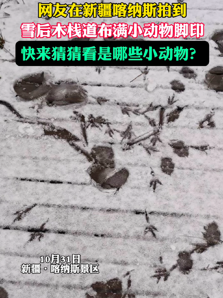 网友在新疆喀纳斯拍到雪后木栈道布满小动物脚印