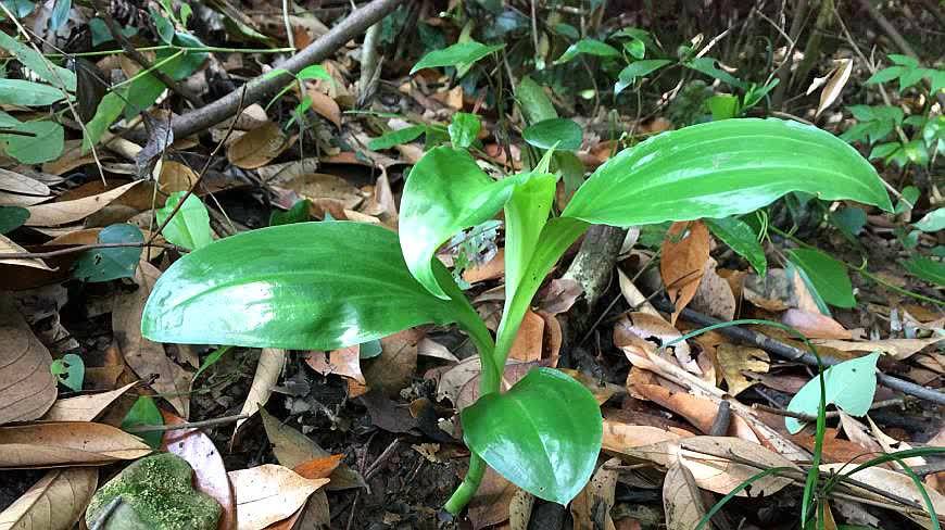 农村这植物的叶子像汤勺,它究竟叫啥名有啥用?认识的朋友说看看