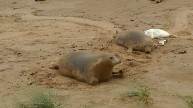 实拍母海豹生产小海豹全过程,母海豹疼到打滚,让人揪心