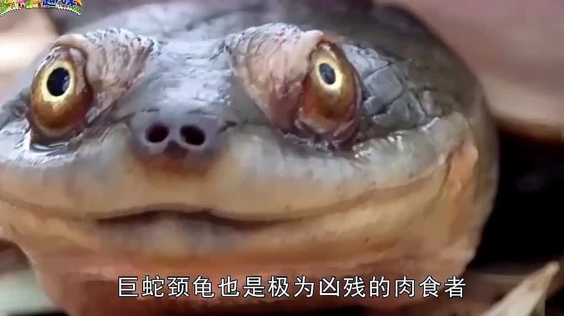 世界上最诡异的动物,一个比一个丑,攻击速度和子弹一样快